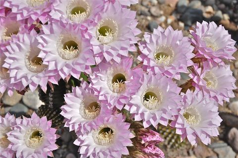In Photos: Beautiful Cactus Flowers Signal Spring Is Here | Live Science