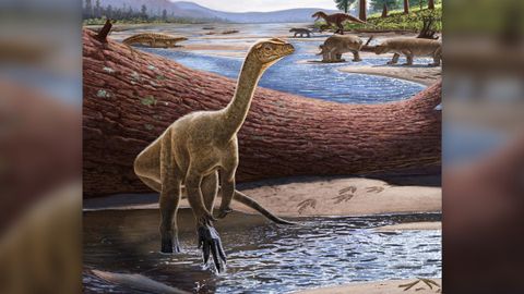 Oldest African dinosaur ever found unearthed in Zimbabwe | Live Science