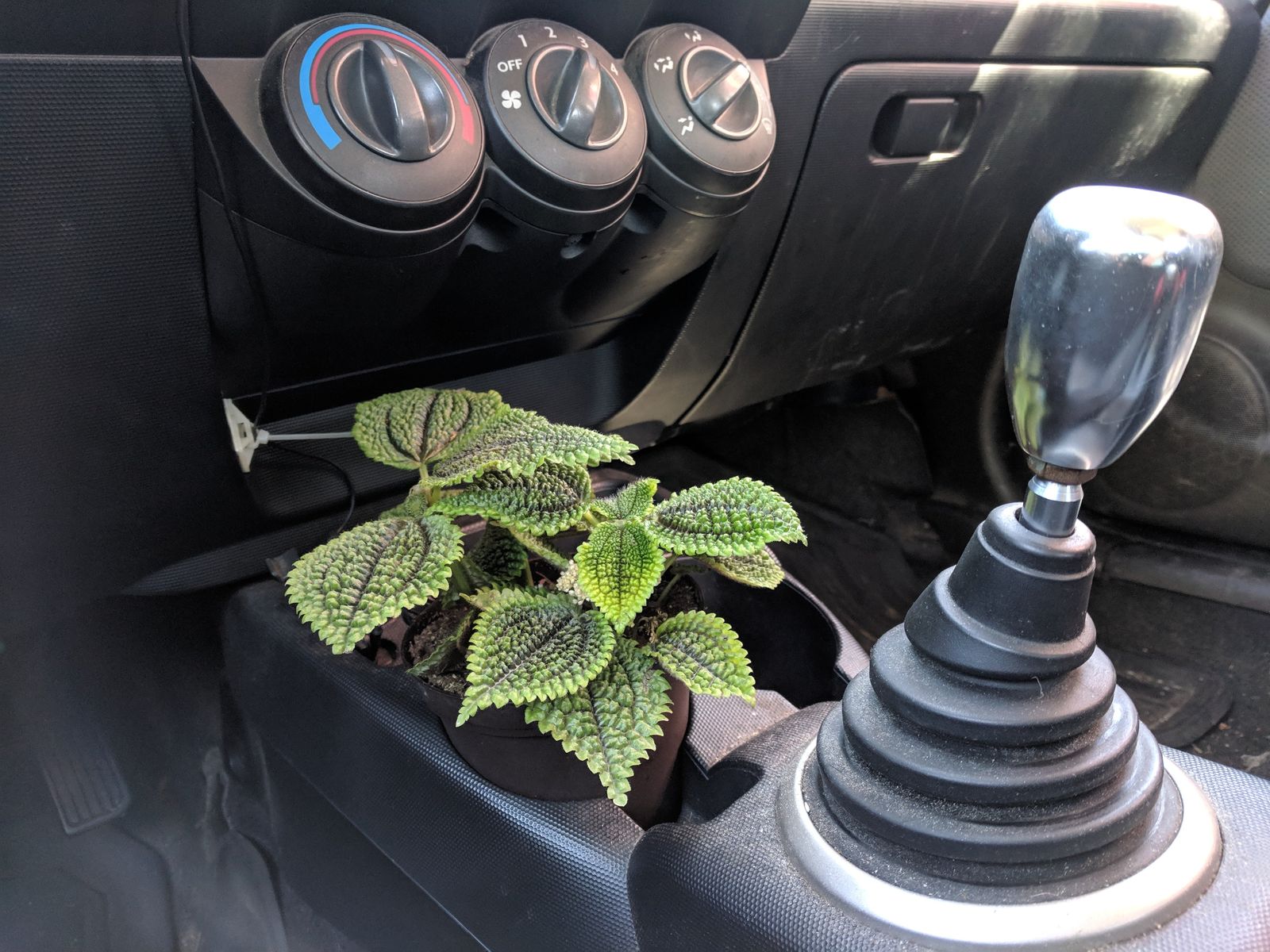 Can You Keep A Plant In Your Car: Learn About Growing Plants In A Car ...