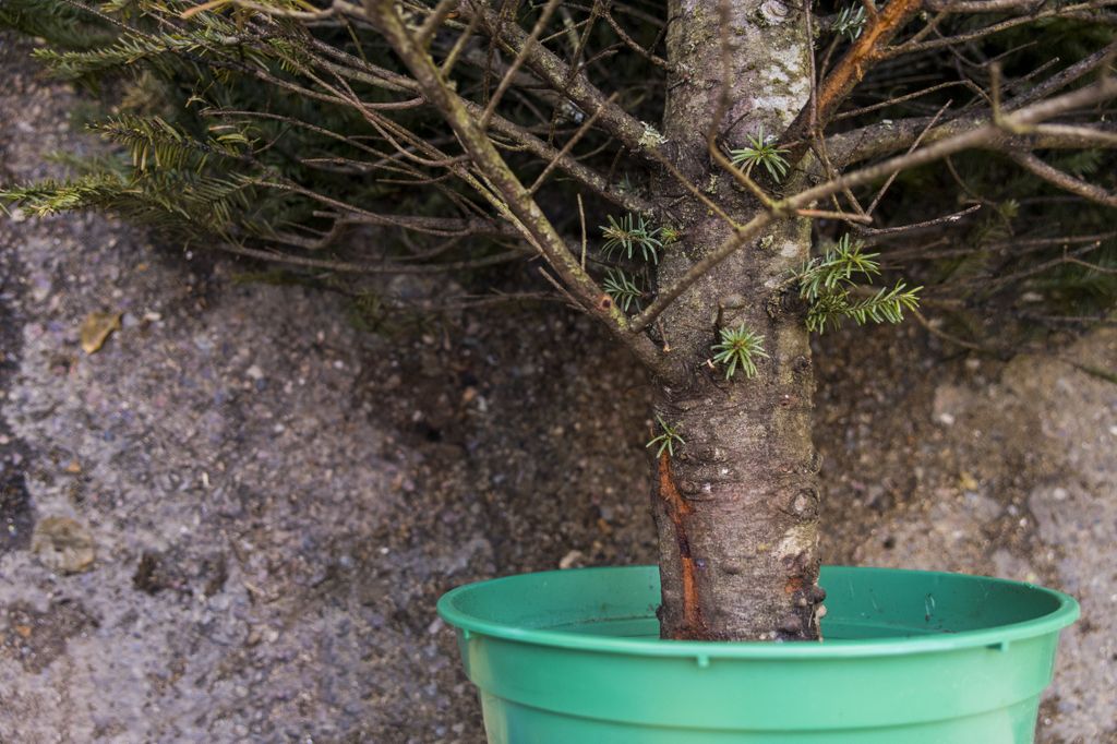 5 ways to revive a dying Christmas tree | Livingetc