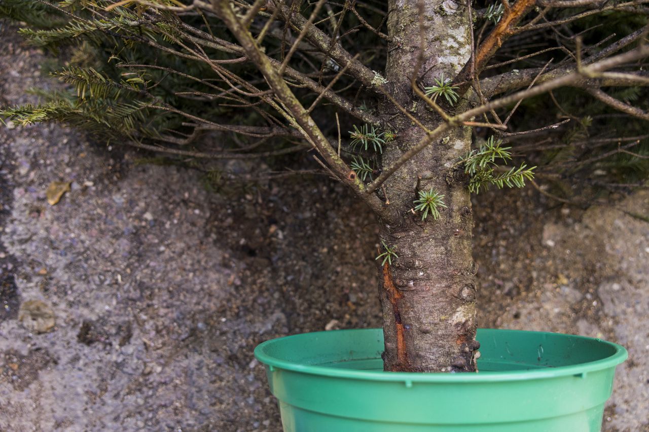 5 ways to revive a dying Christmas tree | Livingetc