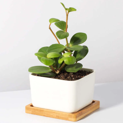 8 of the best tiny houseplants for small spaces and gift giving | Homes ...
