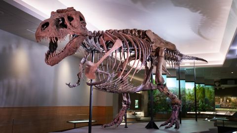 Tyrannosaurus rex: Facts and photos of the dinosaur king | Live Science