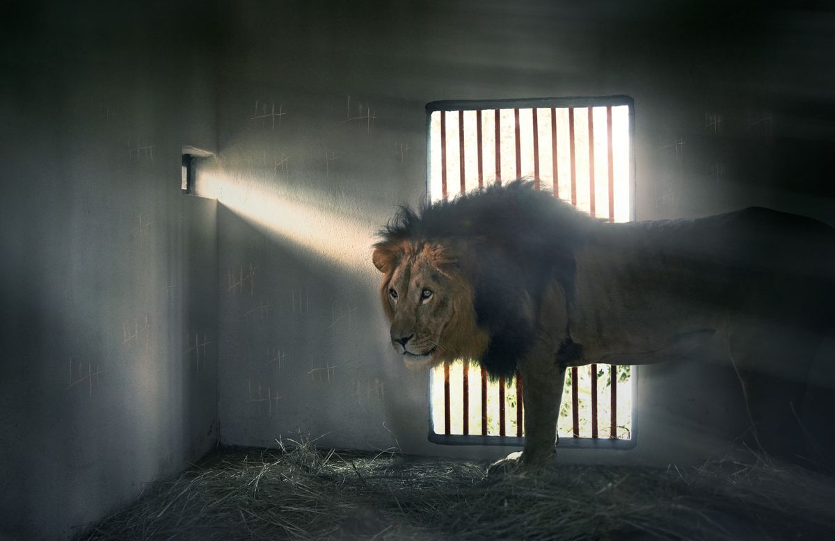 This wildlife photography shows the true beauty of lions | Digital ...