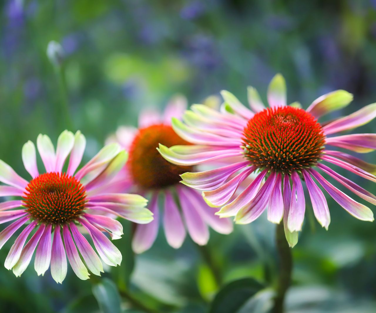 12 Best Perennial Flowers for Years of Beautiful Blooms | Gardening ...