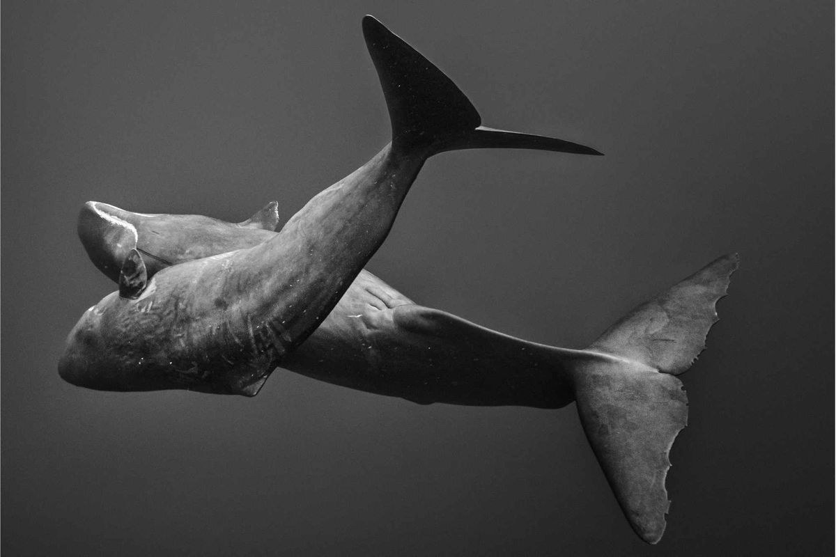 All wildlife photographers (and nature lovers) should study the amazing ...