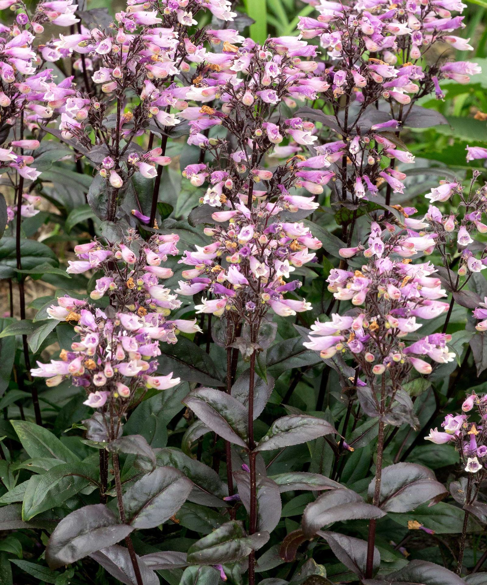 Best burgundy flowers and plants: 5 gorgeous picks | Homes and Gardens