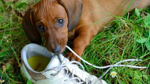 Pica in dogs: Vet’s guide to symptoms, causes and treatment | PetsRadar