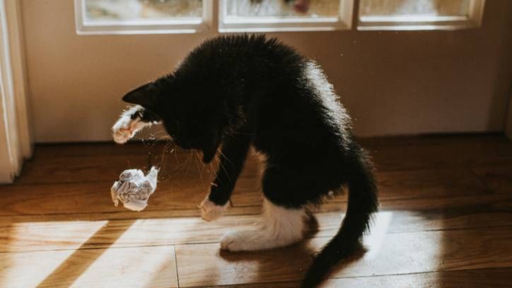 7 great cat exercises to keep your kitty in shape | PetsRadar