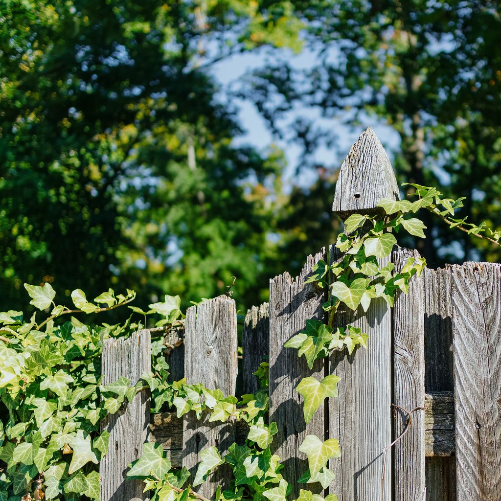 How to kill ivy on a fence and keep it at bay for good | Ideal Home