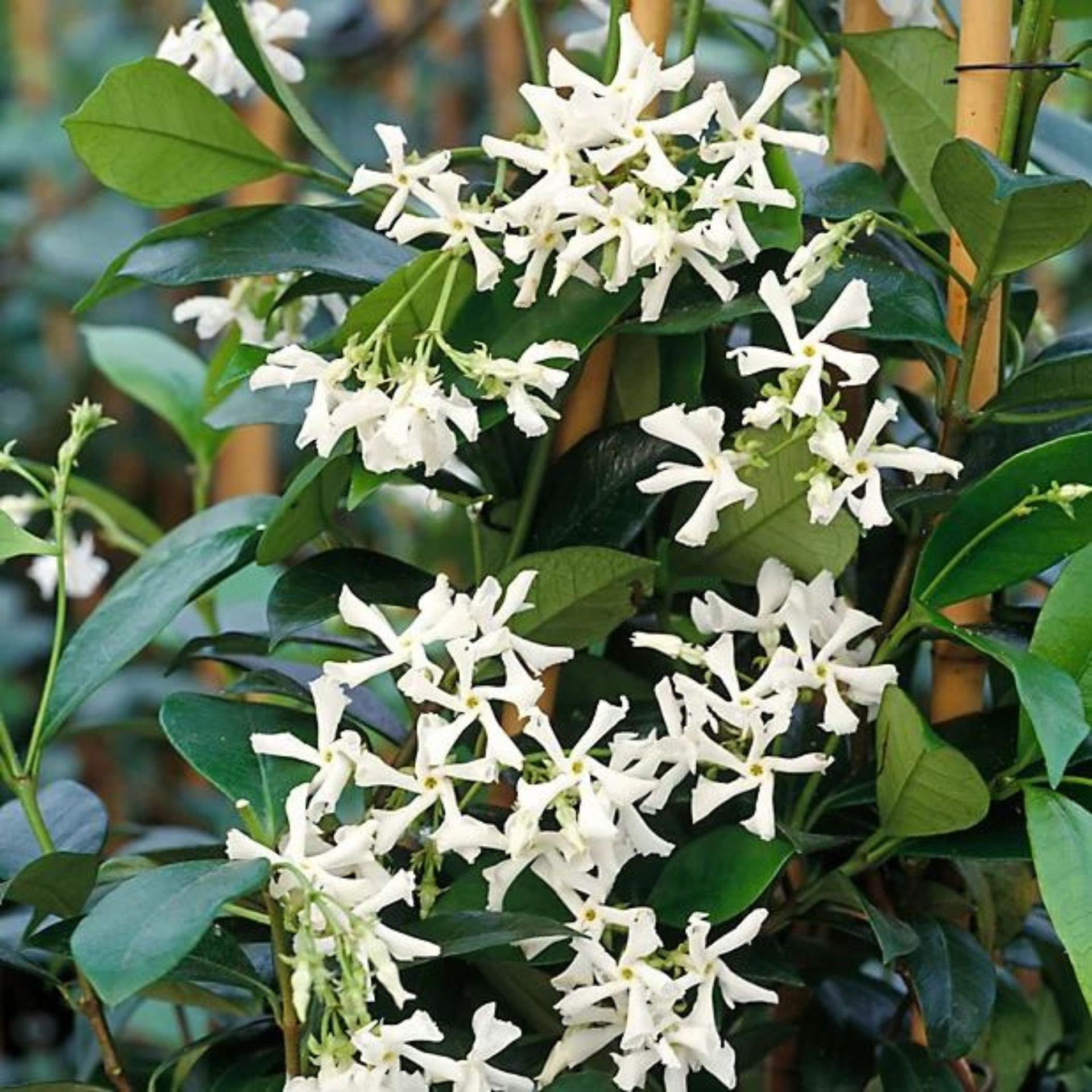 The best evergreen plants to add your pots | Ideal Home