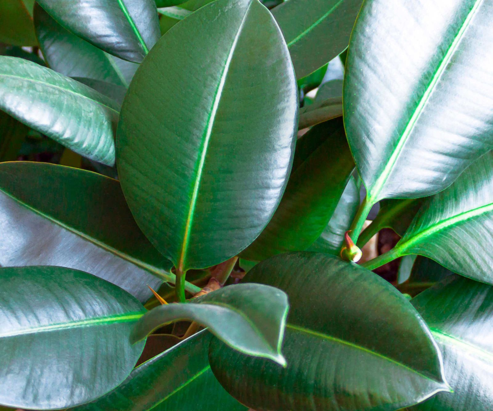 How to make indoor plant leaves shiny: 5 simple methods | Homes and Gardens