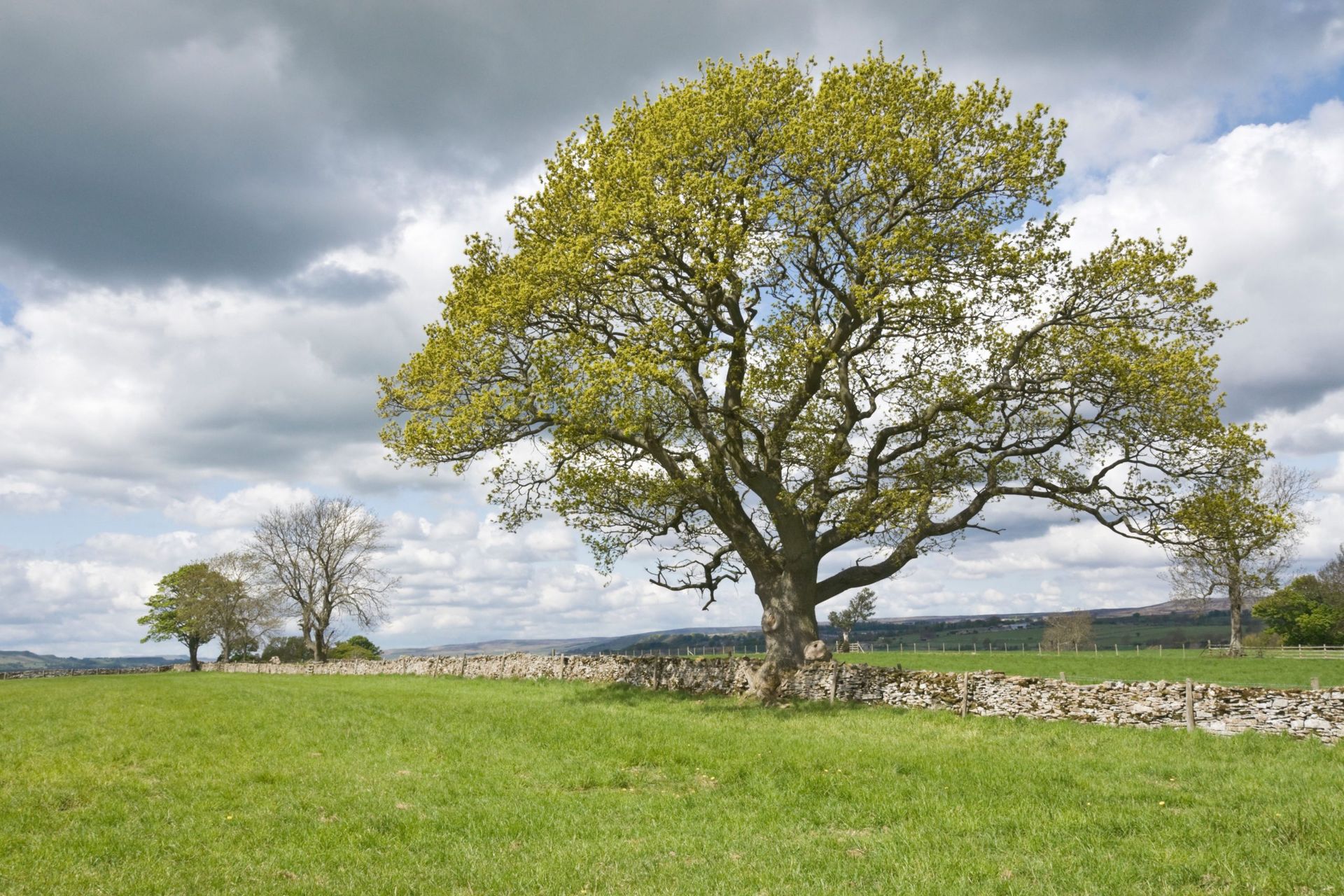 The Ash: Is this the last stand for one of Britain's great native trees ...