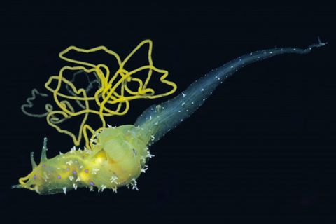 Image Gallery: Catalog of Strange Sea Creatures | Live Science