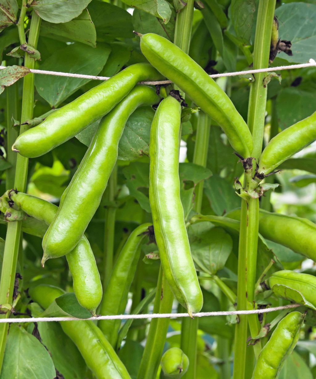 How to grow broad beans: add these low-maintenance crops to your veg ...