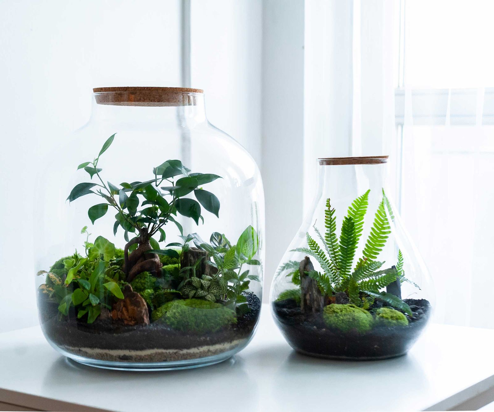 Terrarium care: tips on how to look after your display | Homes and Gardens