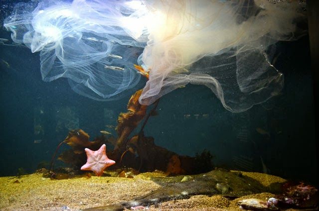 Images: A Monkfish's Ethereal Veil of Eggs | Live Science