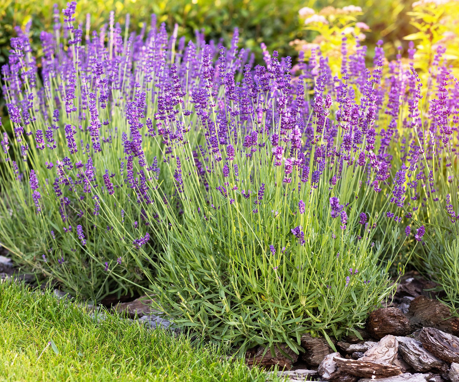 Know When To Plant Lavender For The Most Fragrant Blooms | Gardening ...