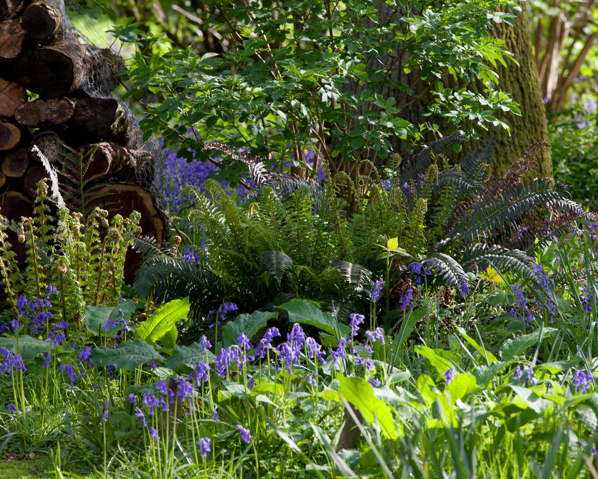 How to grow ferns: when and how to plant and care for them | Homes and ...