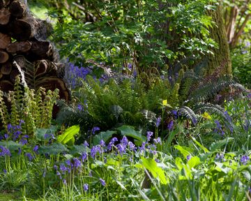 How to grow ferns: when and how to plant and care for them | Homes and ...