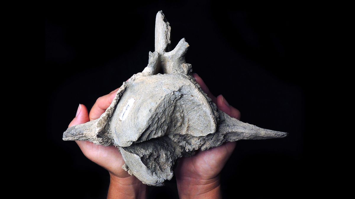 Terrifying megalodon attack on whale revealed in 15 million-year-old ...