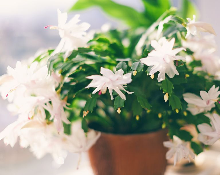 Christmas, Thanksgiving, Or Easter Cactus? Why It Matters | Gardening ...