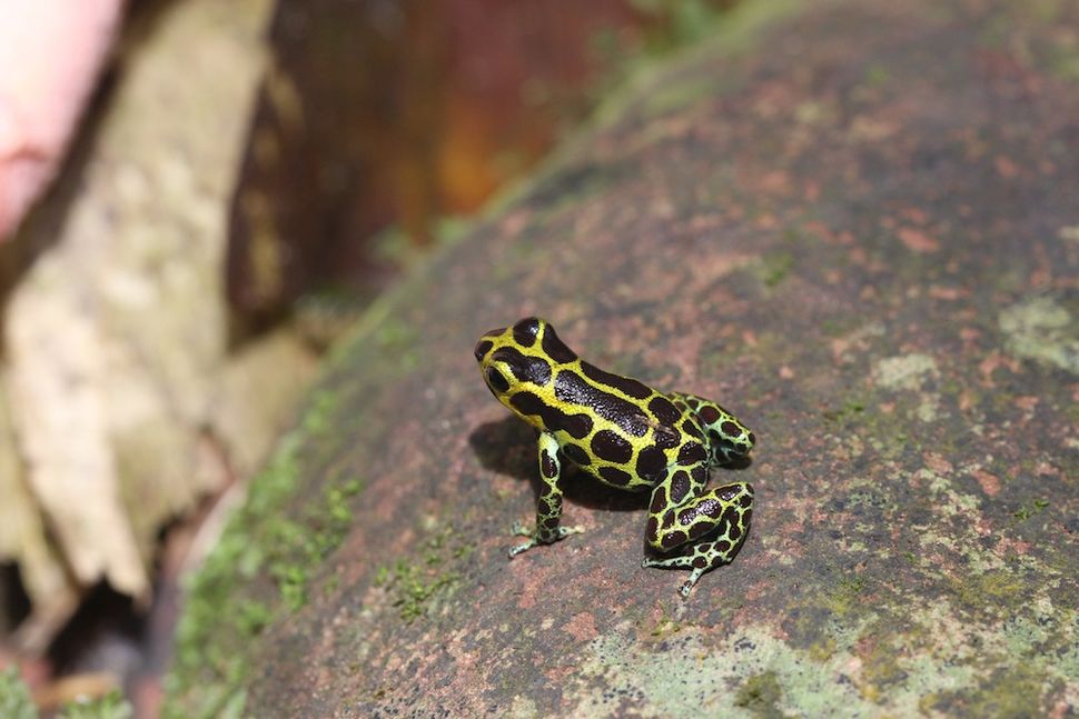 Frog Fake-Out: Gallery of Real & Decoy Amphibians | Live Science