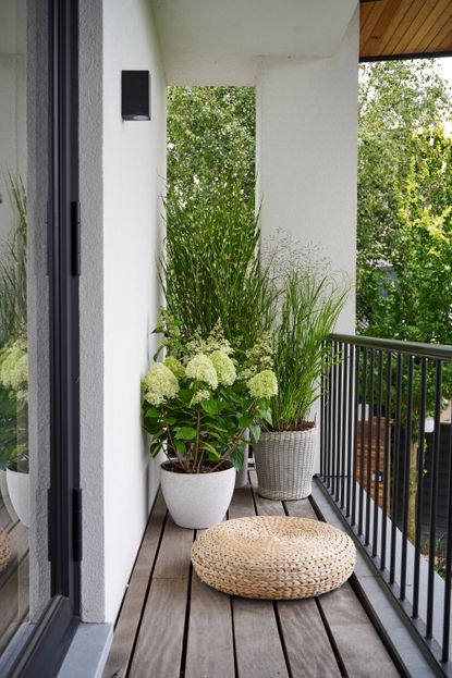 5 plants to display on your doorstep to elevate your front door | Livingetc