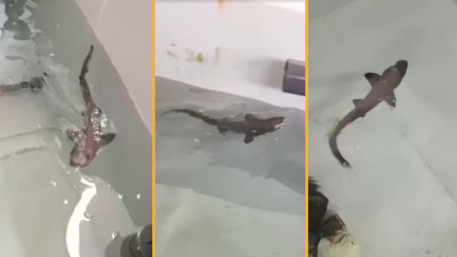 Sharks in an Italian aquarium keep having 'virgin birth' after years ...