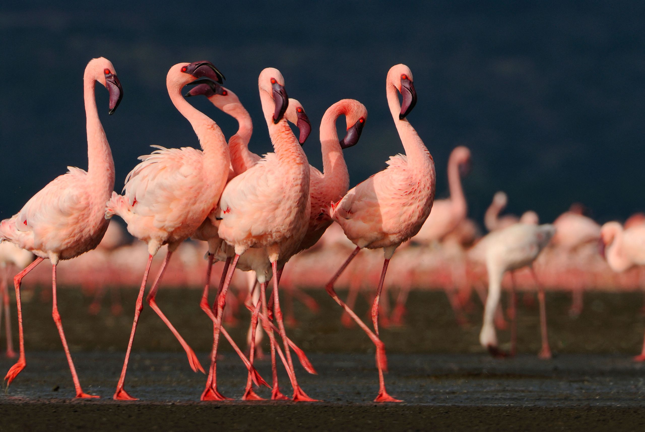 Sleeping snails, exploding honeybadgers, flamingos and freediving ...