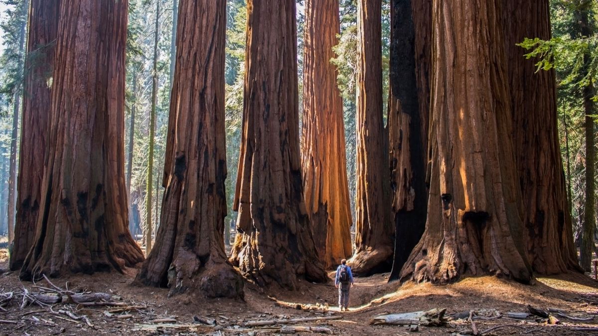 Where to see giant sequoias: the 5 best places in the world | Advnture
