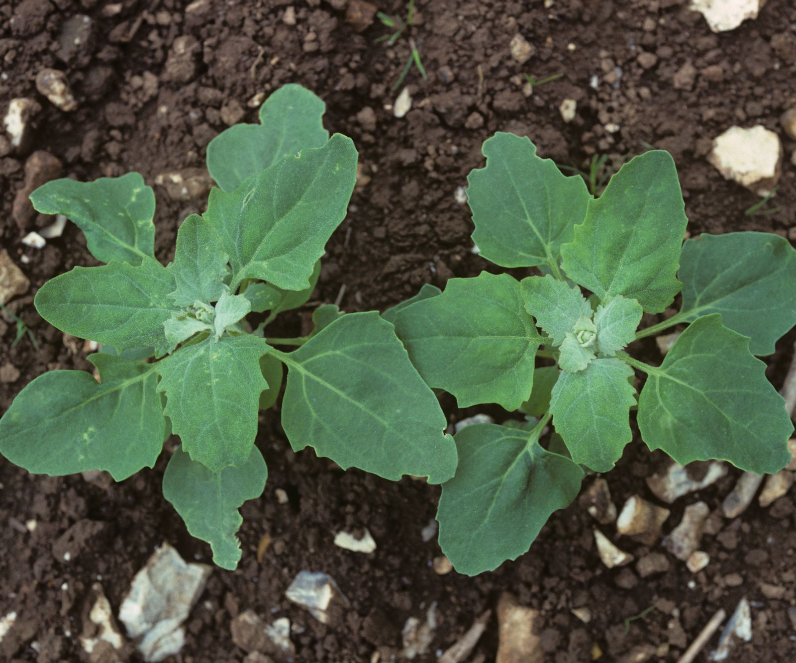 How to grow quinoa – expert tips for this useful supergrain | Homes and ...