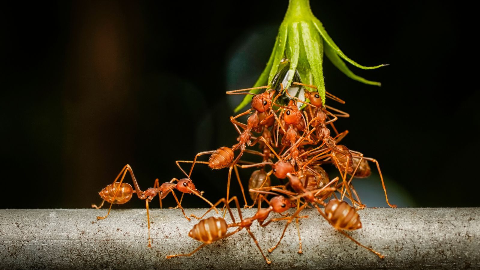 How to kill red ants: easy methods for your home and garden