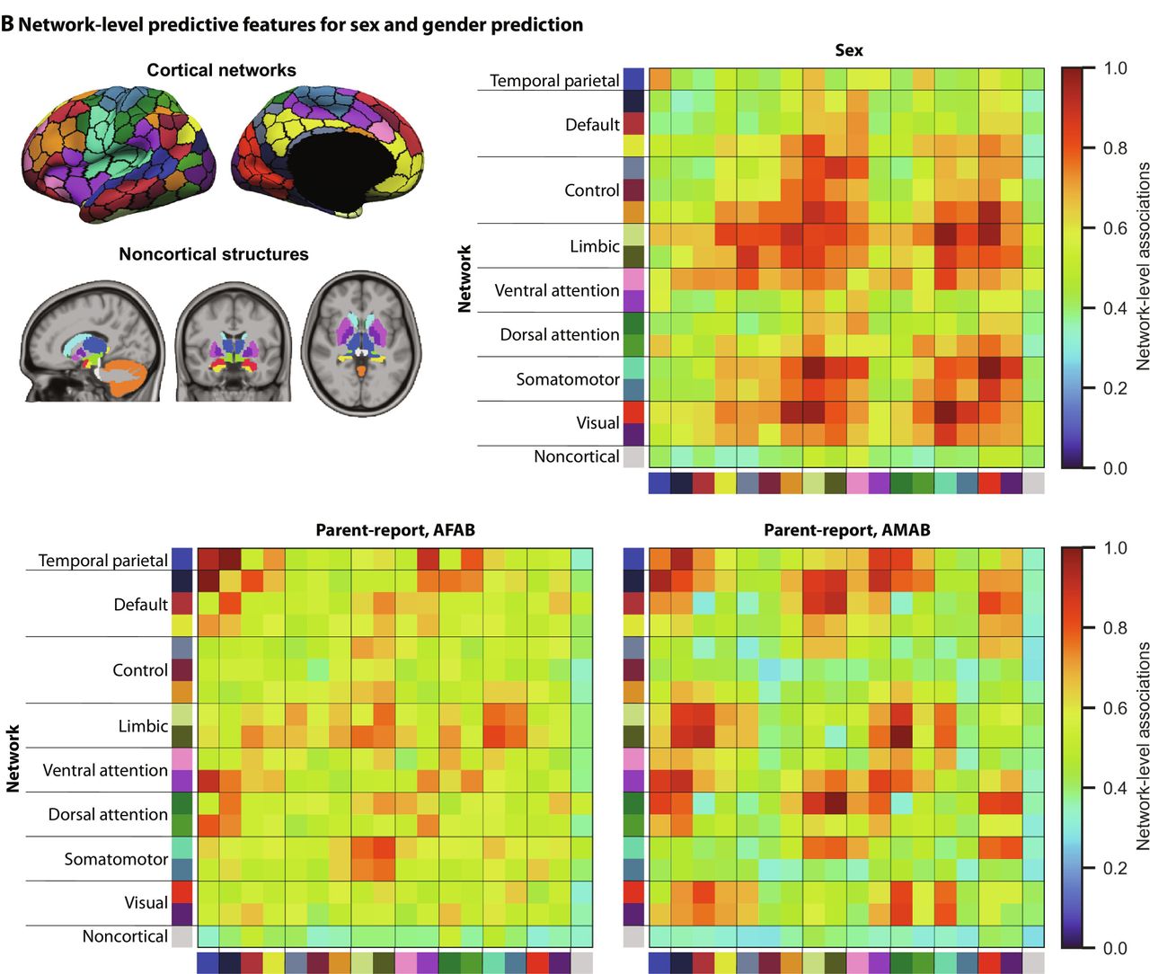 Is there really a difference between male and female brains? Emerging ...