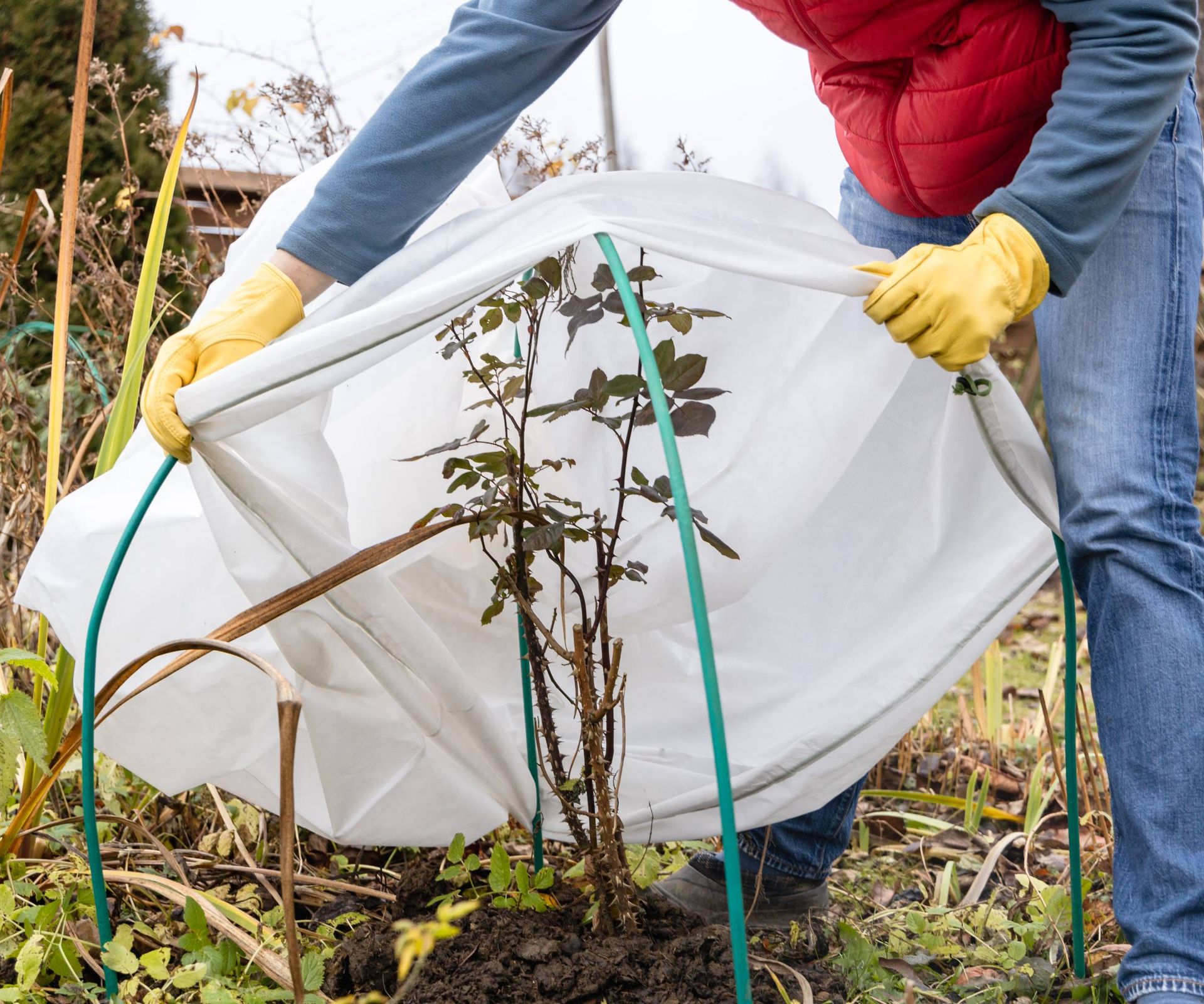 How To Protect Plants From A Freeze: Best Methods | Gardening Know How