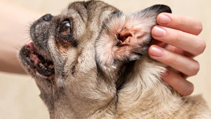 Ear mites in dogs: Vet's guide to symptoms and treatment | PetsRadar