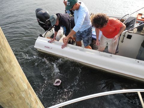 Photos: Baby Sand Tiger Sharks | Live Science