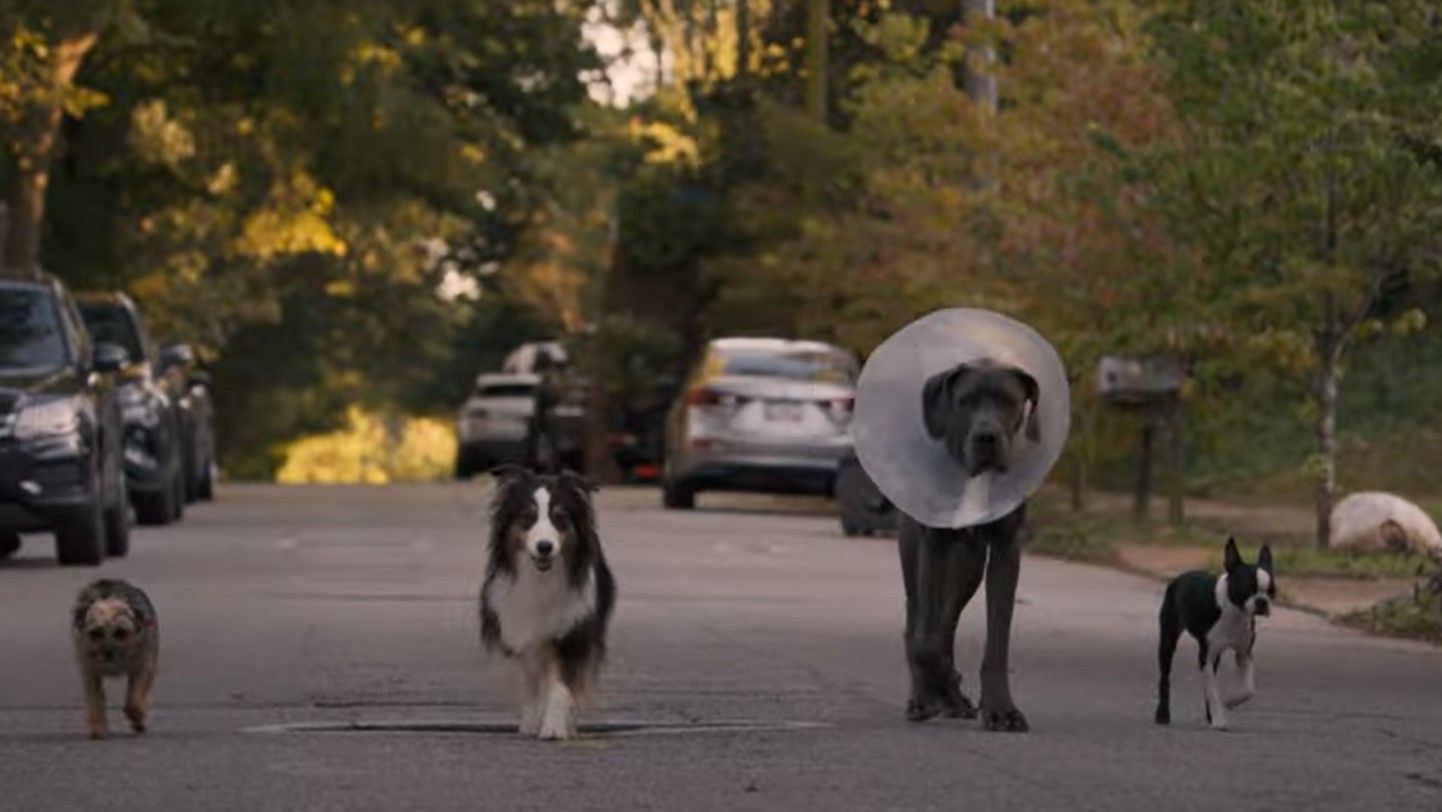 Strays: release date, trailer, cast and everything we know | What to Watch