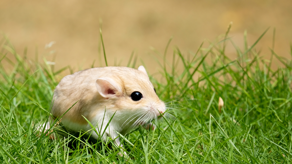 How long do hamsters live? Life cycle of a domestic hamster | PetsRadar