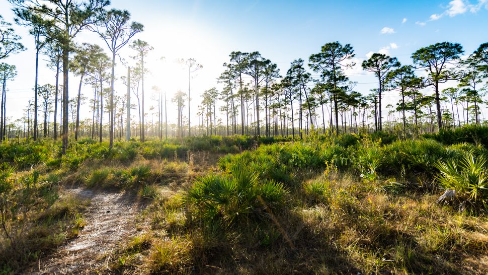 Winter is the perfect time to hike the Florida Trail | Advnture