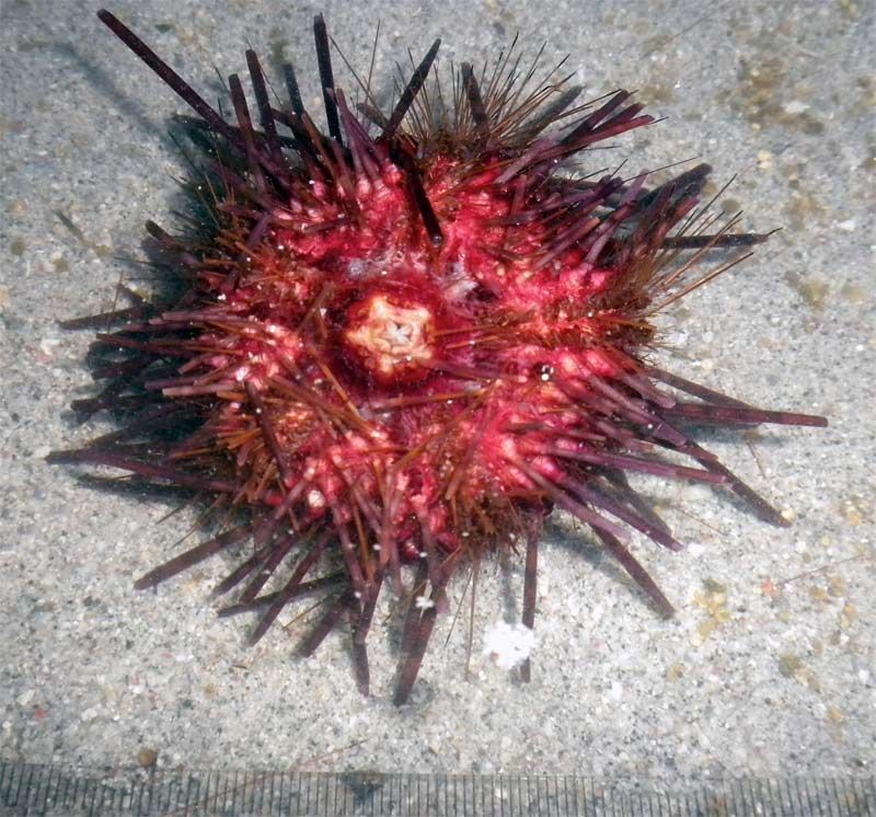 Image Gallery: Colorful Creatures of the Philippines | Live Science