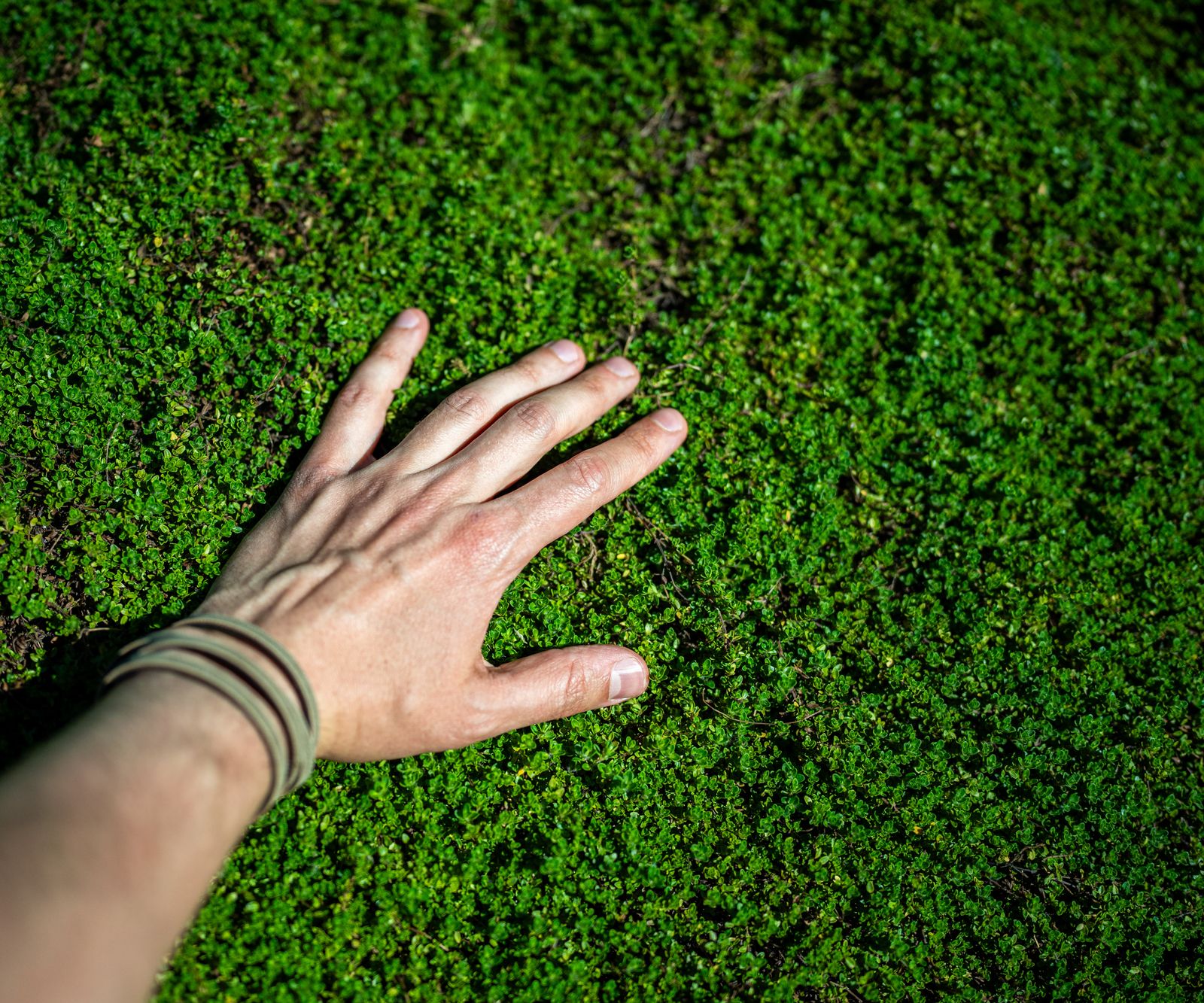 8 Great Native Ground Cover Options For Easy Elegance | Gardening Know How