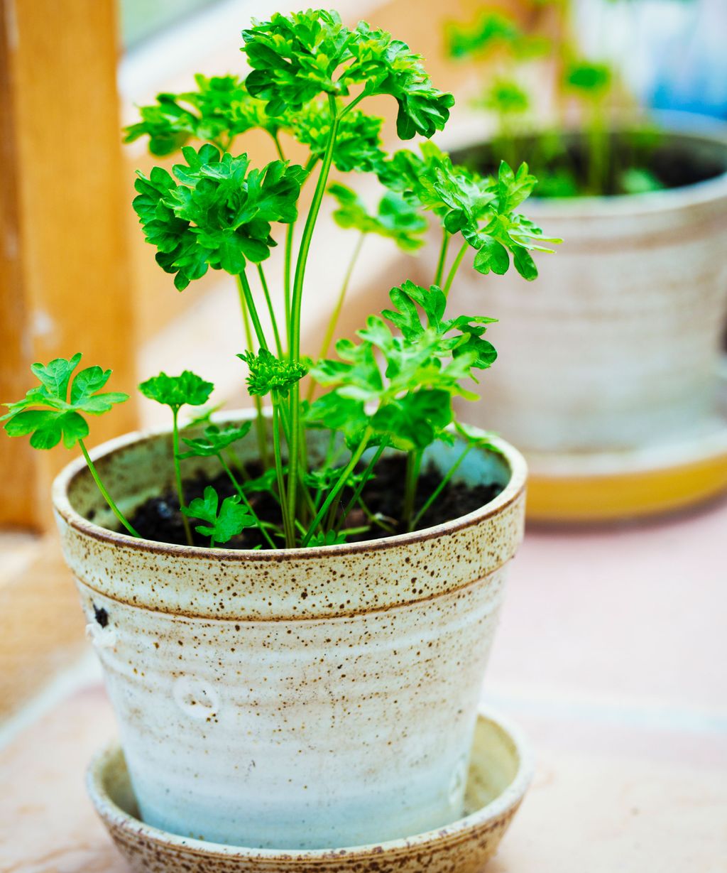 How to prune parsley for a bushier plant | Homes and Gardens