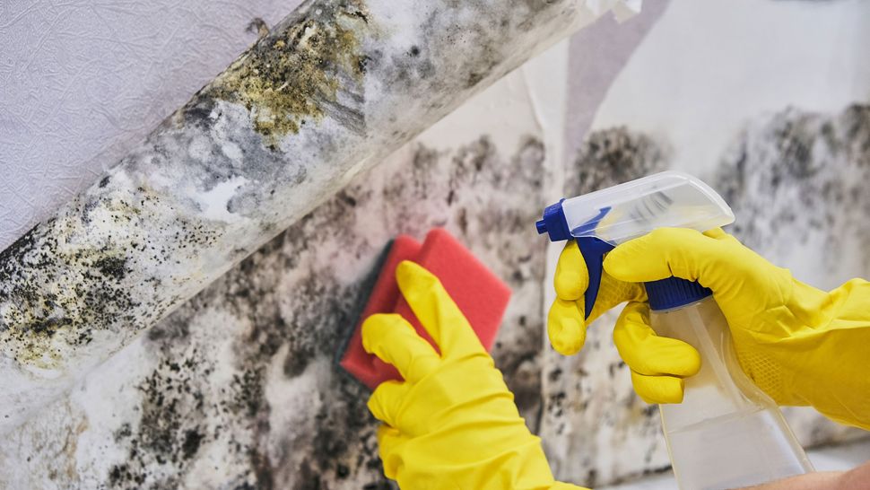 Mould removal: The best ways to get rid of mould for good | Homebuilding