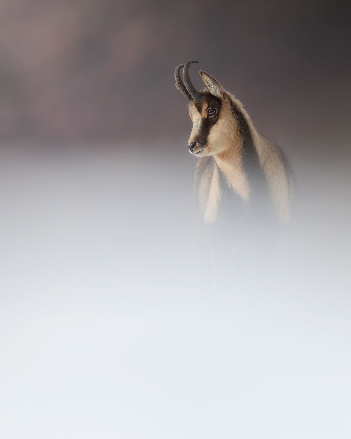 Wildlife photographer Sharon Vanadia shares her story and Canon camera ...