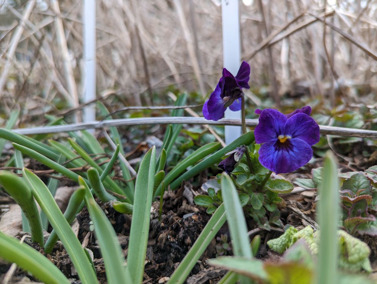 The best phone for flower photos: iPhone 14 Pro, Galaxy S23 Ultra ...