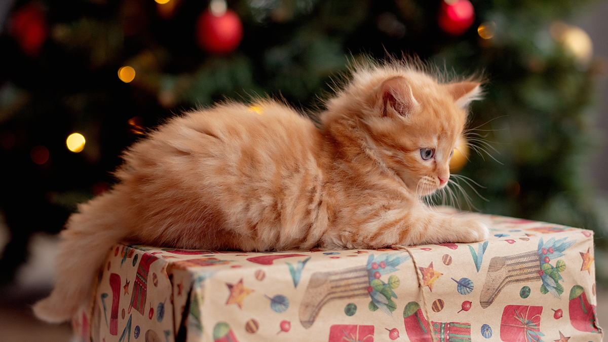 Should I get a kitten for Christmas? | PetsRadar