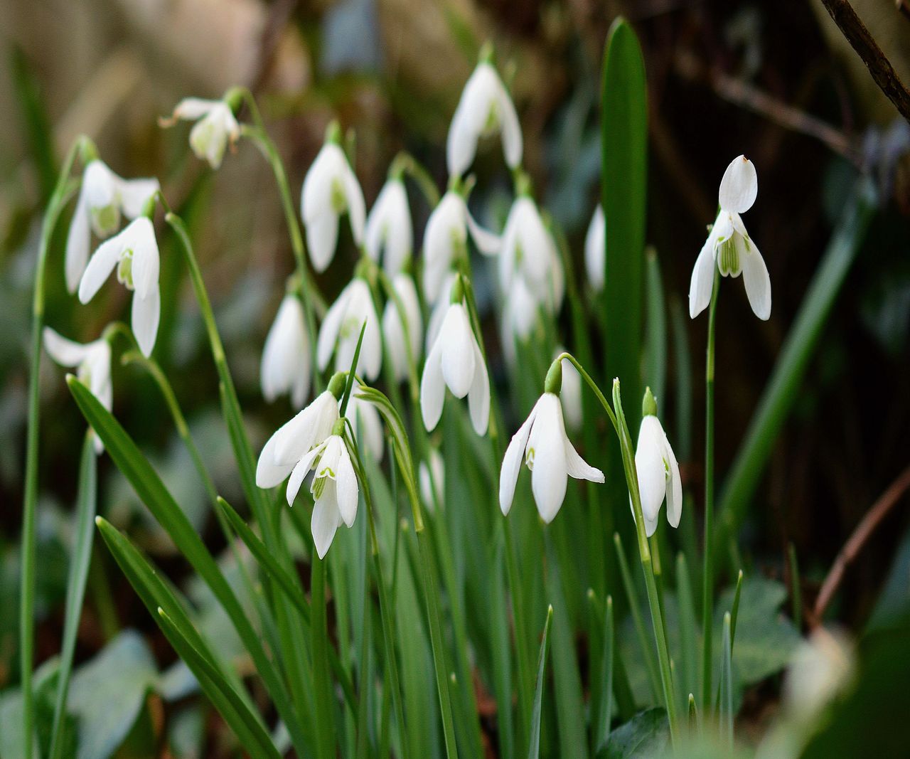 Best winter flowers for scent: 12 uplifting plants to grow | Homes and ...