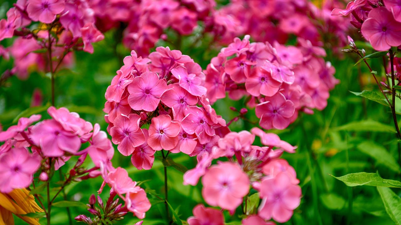 How To Grow Garden Phlox For Plumes Of Fragrant Flowers Gardening