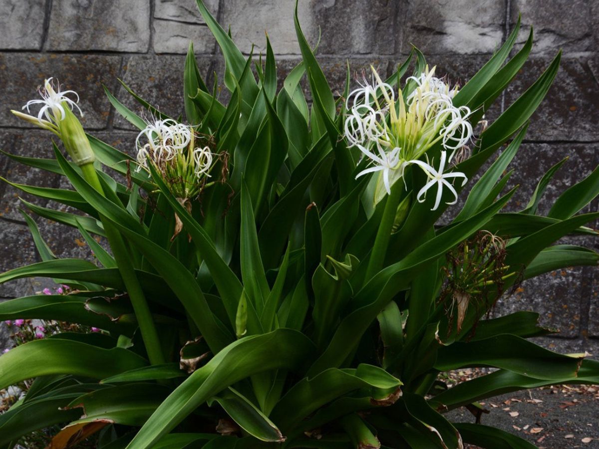 When To Split Crinum Plants: Tips For Propagating Crinum Lilies ...